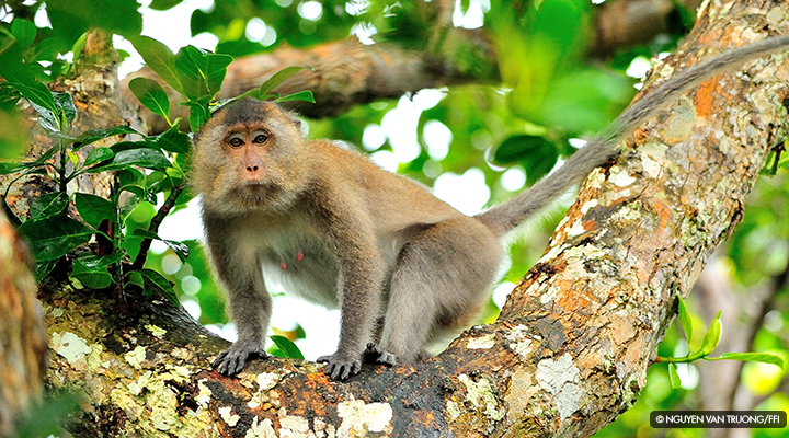 WCS Viet Nam > Wildlife > Primate