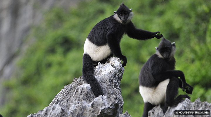 WCS Viet Nam > Wildlife > Primate