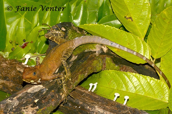 Real PNG dragons > WCS Papua New Guinea
