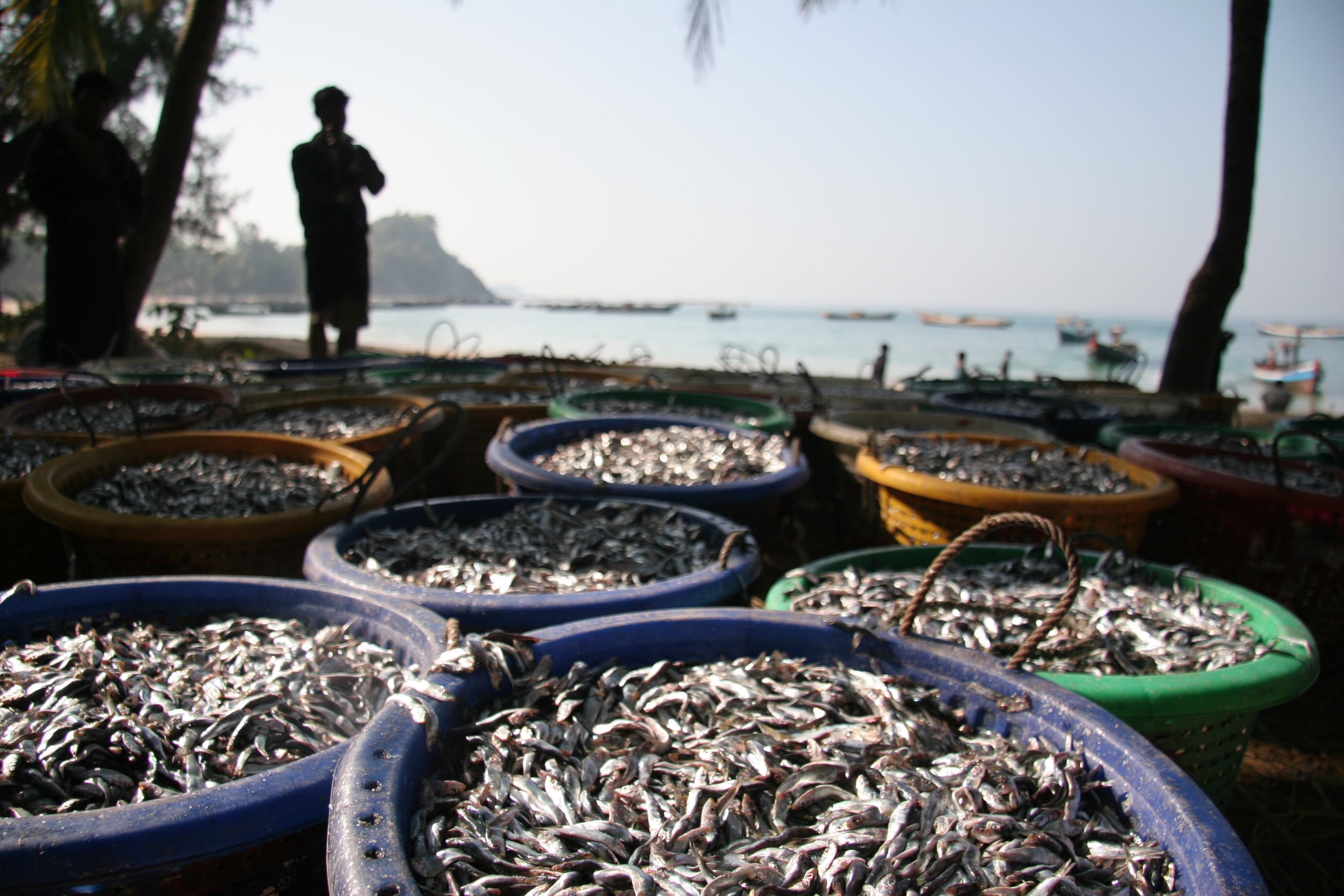 Ensuring a Blue Future for Myanmar’s Coastal Communities > WCS Myanmar
