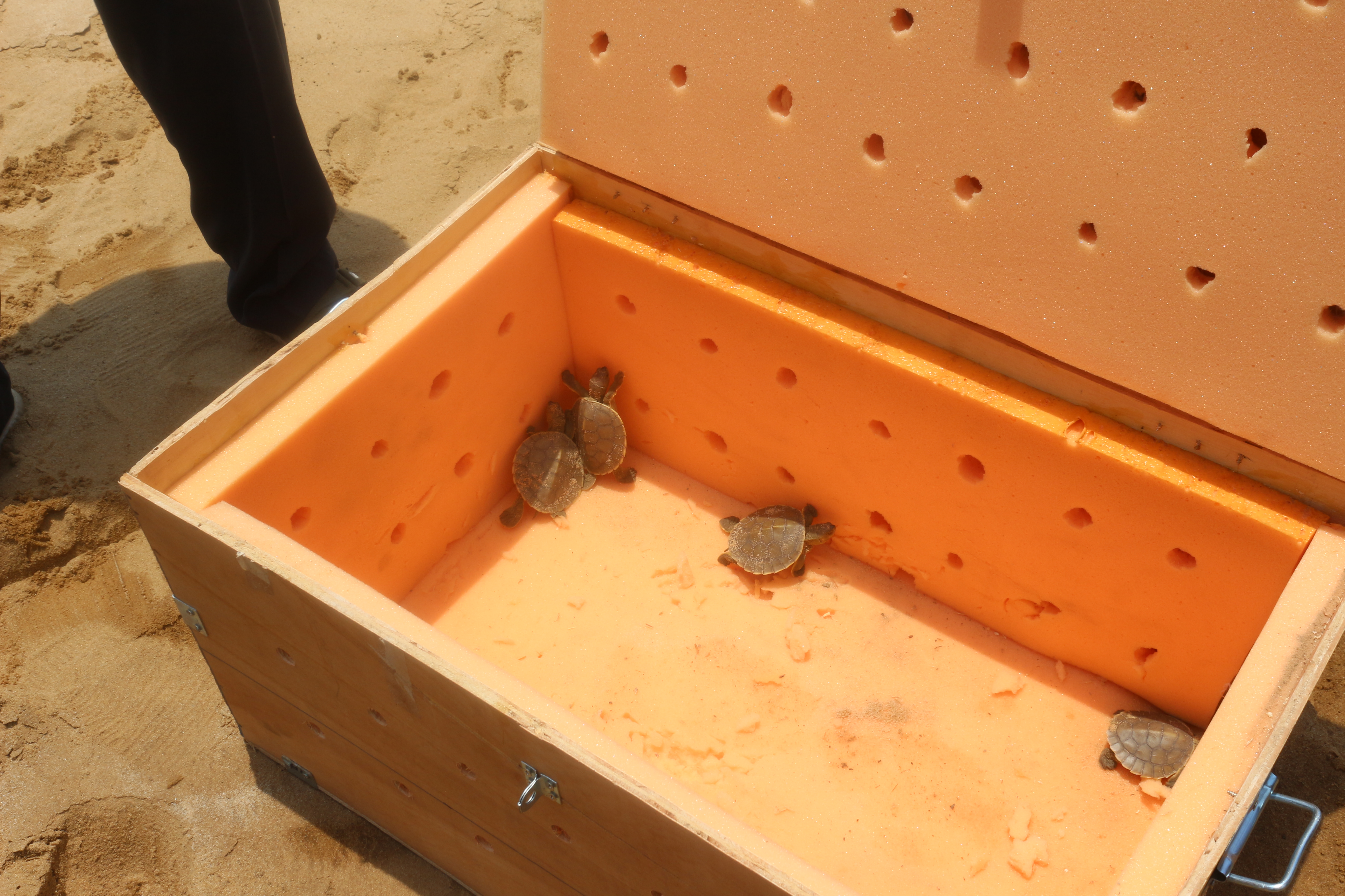 Four New Royal Turtle Hatchlings Taken to Conservation Center in Koh ...