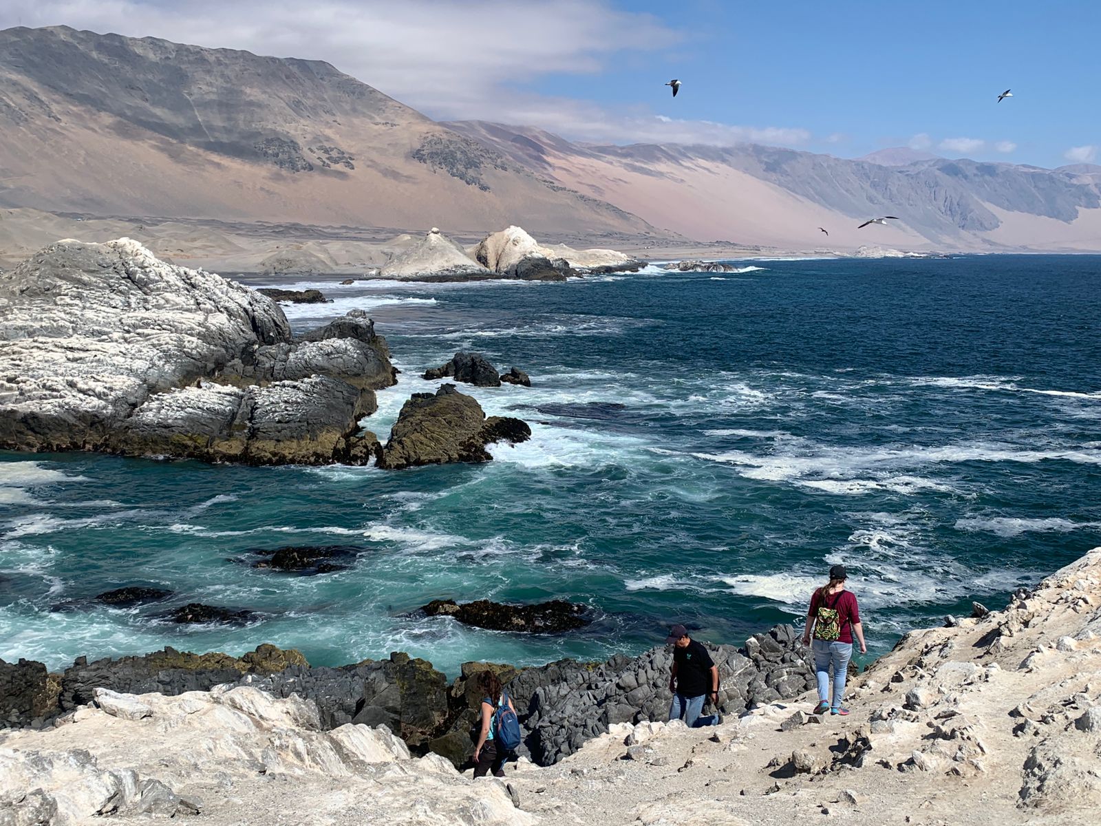 Punta Patache: Sitio prioritario para la biodiversidad > WCS Chile