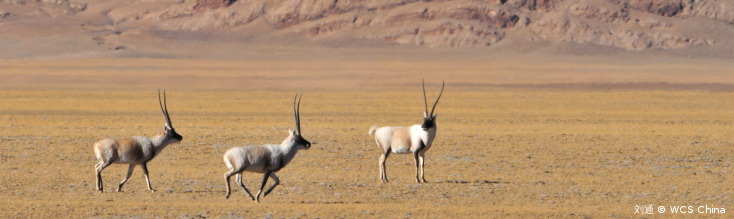 Tibetan Antelope
