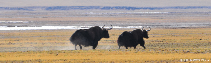 Wild Yak