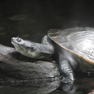 WCS Indonesia > Home