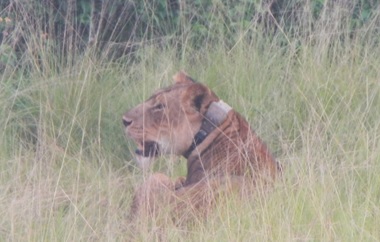 SUCCESS STORY: JACOB-THE LION SURVIVES POACHER’S TRAP > WCS Uganda
