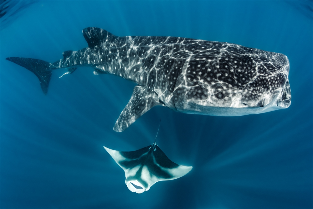 WCS Celebrates Historic and Sweeping Trade Protections for Sharks and ...