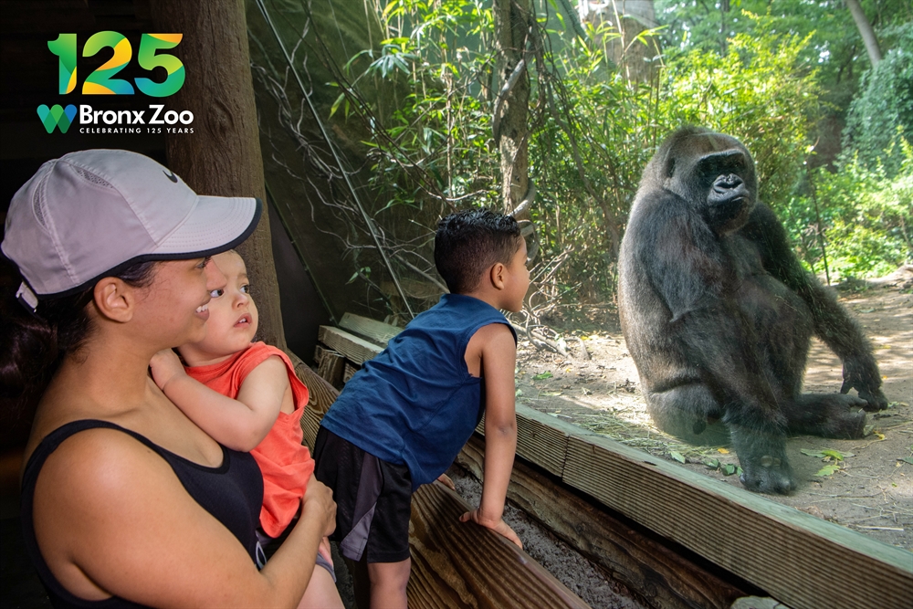 The WCS Bronx Zoo Turns 125 This Year — Join the Celebration > Newsroom
