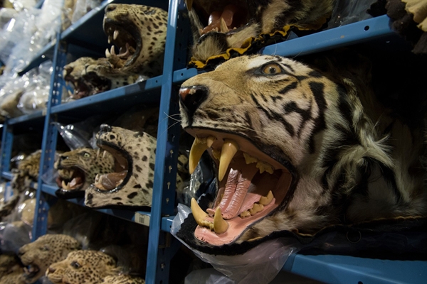 Wildlife Conservation Society Issues Statement from the Conference on ...