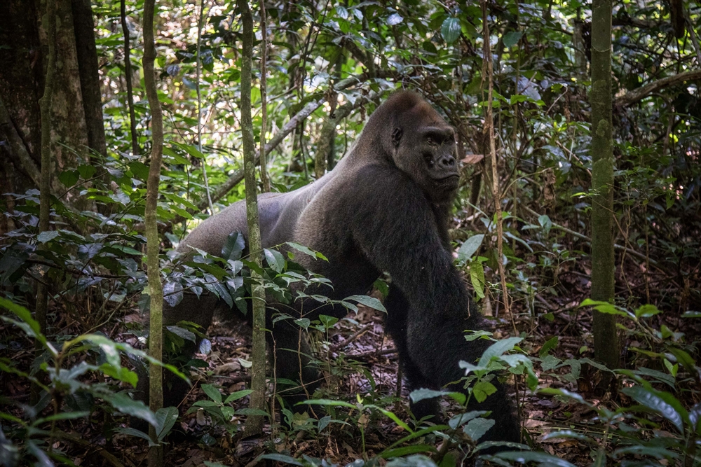 One of the World’s Most Iconic Lowland Gorillas, Kingo, of the Republic ...