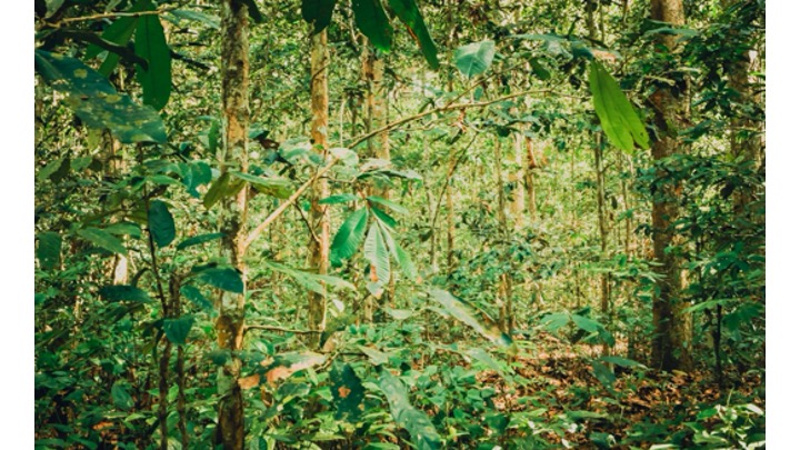 New Study Reveals Uniqueness of Naturally Occurring Monodominant ...