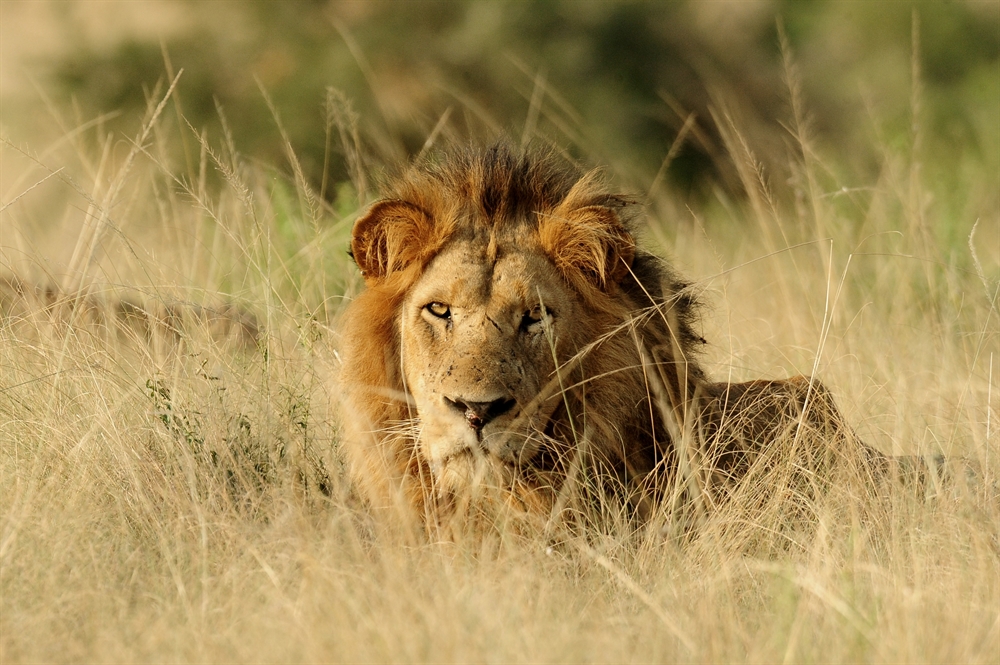 Poaching for Lion Body Parts Could Become an Existential Threat to ...