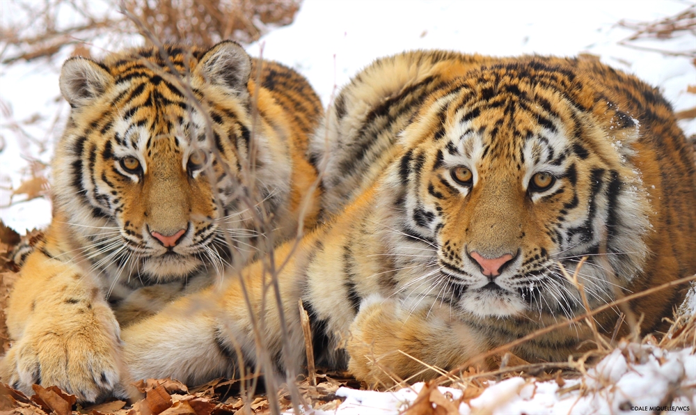 New IUCN Assessment Finds Hope for Tiger Recovery Despite Critical ...