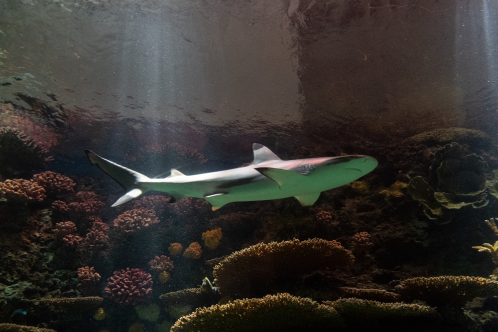 Reef Sharks are at a Much Higher Risk of Extinction than Previously ...