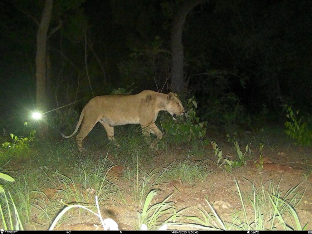 Signs of Lion Recovery: WCS Camera Trap Captures First Lioness in ...