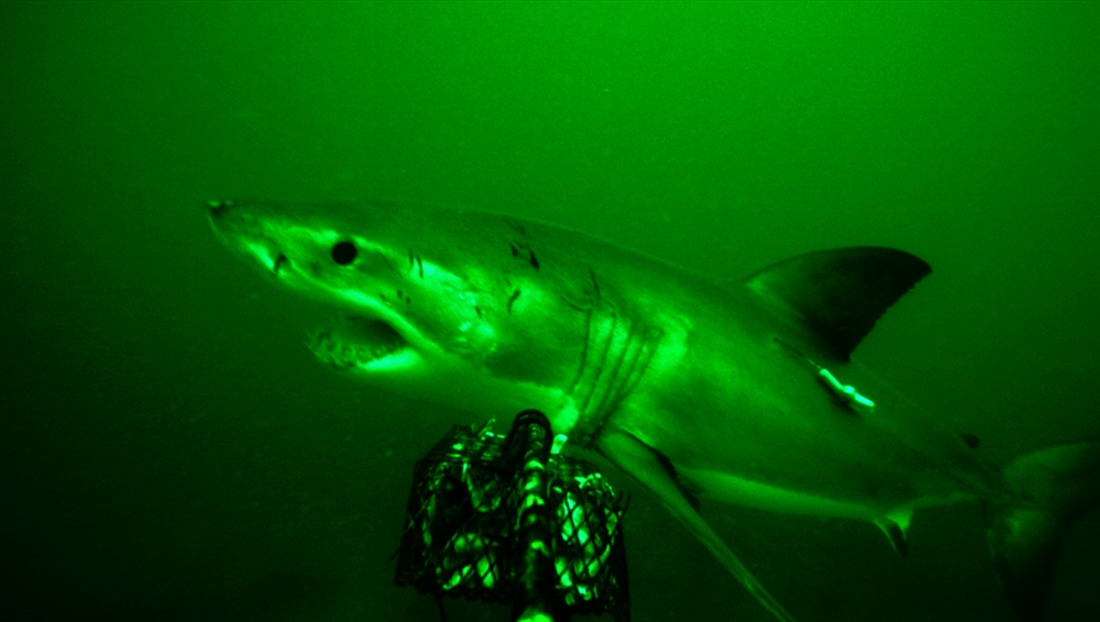 Underwater Camera Trap Video Confirms 1,100-Mile (1800-km) Swim of ...