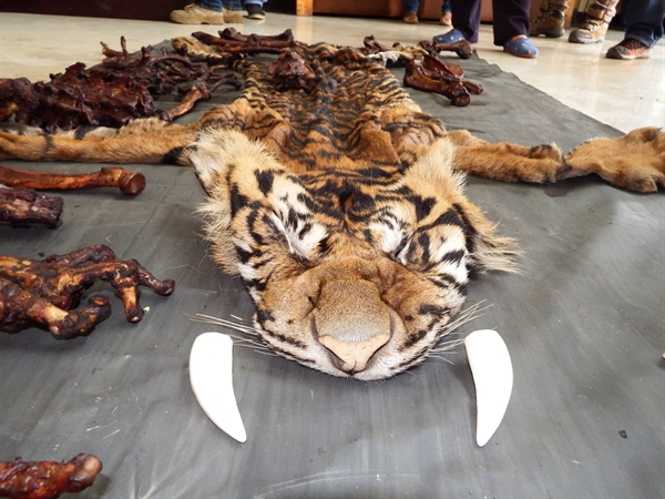August 13 -Tiger Poachers and Dealer Busted In Indonesia > Newsroom