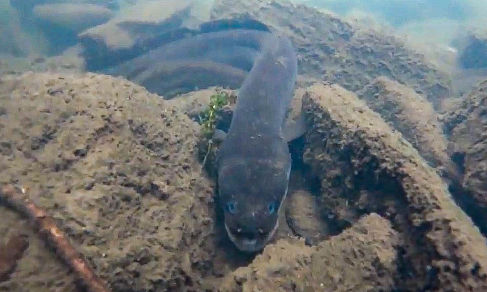CITES Parties Miss a Chance to Ensure a Future for Endangered Eels ...