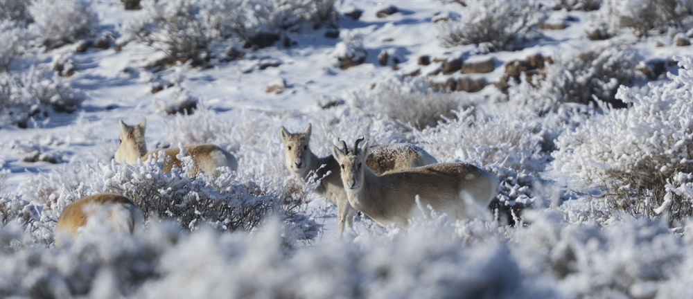 Mongolia’s Dzud Is a Severe Winter Weather Disaster Affecting People ...
