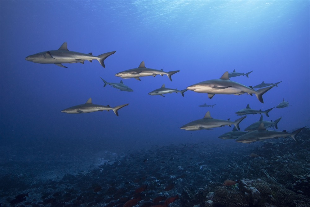 News from CITES CoP19: Panama Calls for Major New Protection of Sharks ...