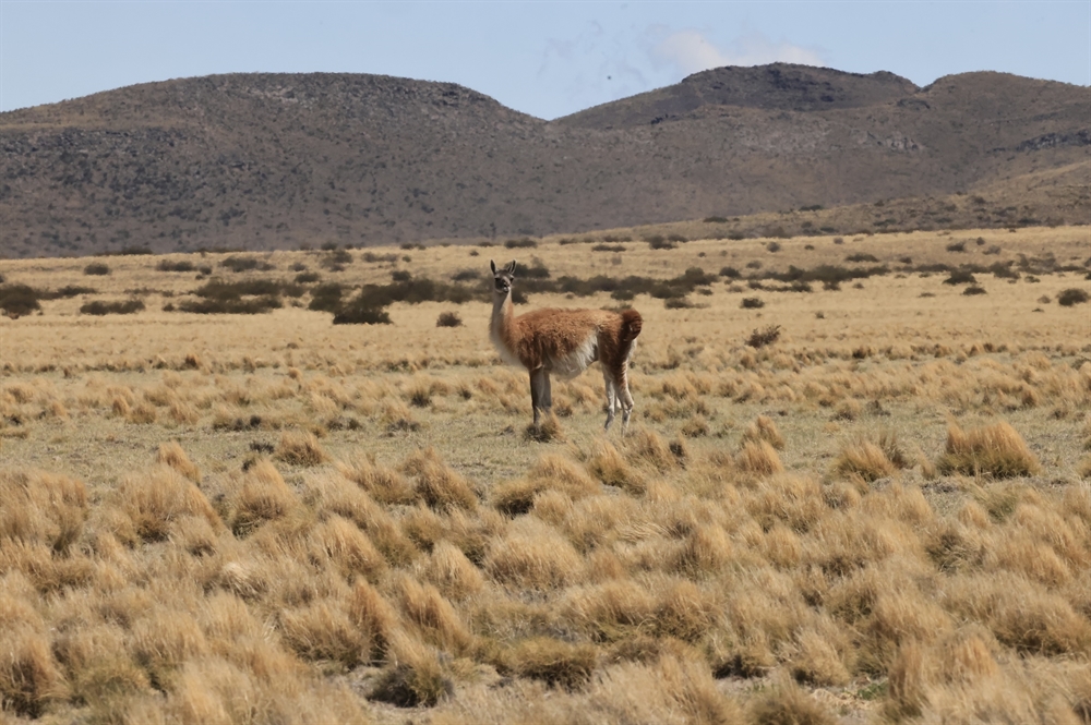 New Public Lands in Payunia to Protect the Guanaco and Other Wildlife ...