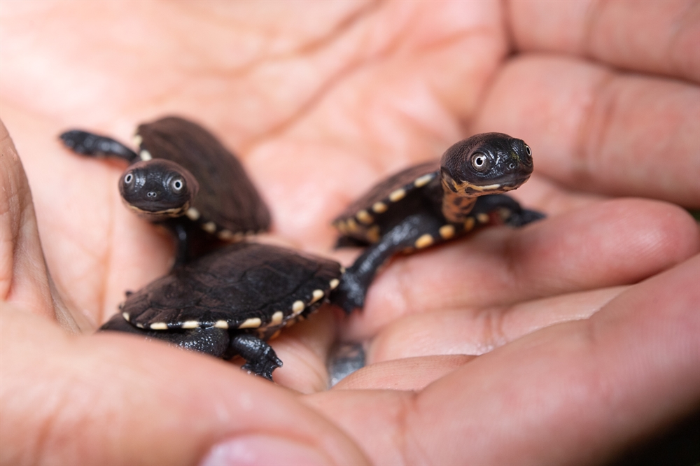 Bronx Zoo Sends 36 Rote Island Snake-Necked Turtles to Singapore Zoo As ...