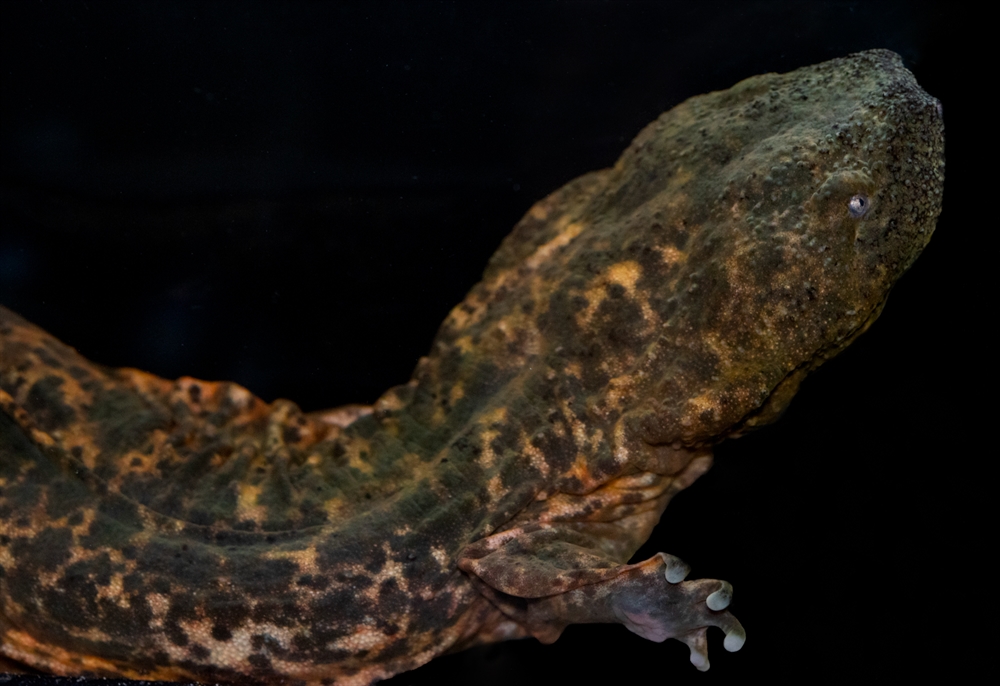 Bronx Zoo is Hell-Bent on Saving Hellbenders > Newsroom