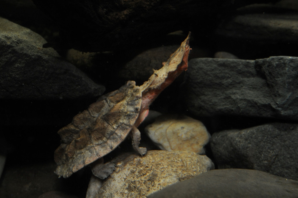 News from CITES CoP19: Parties Take Steps to Secure Protection for ...
