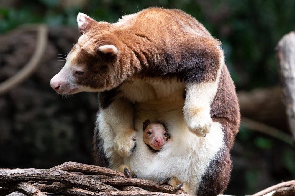 Matschie’s Tree Kangaroo Joey Is the Bronx Zoo’s First Since 2008 ...