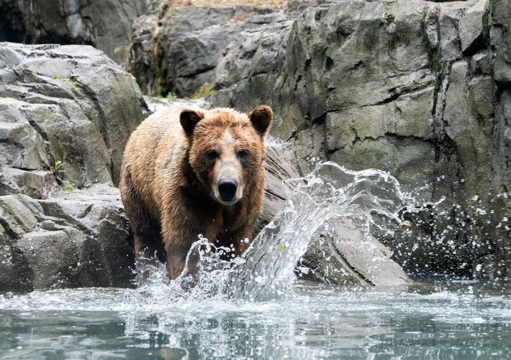 Three Grizzly Bears Debut at WCS’s Central Park Zoo > Newsroom