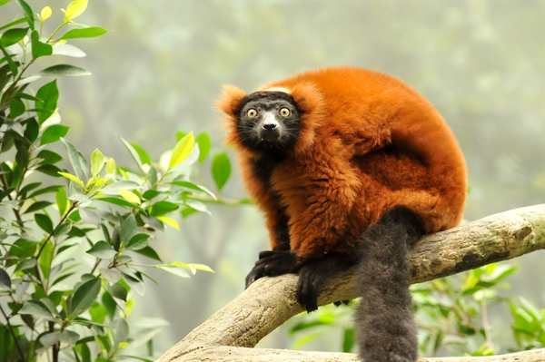 Cool Effect Partners with WCS to Save Madagascar’s Makira Natural Park ...