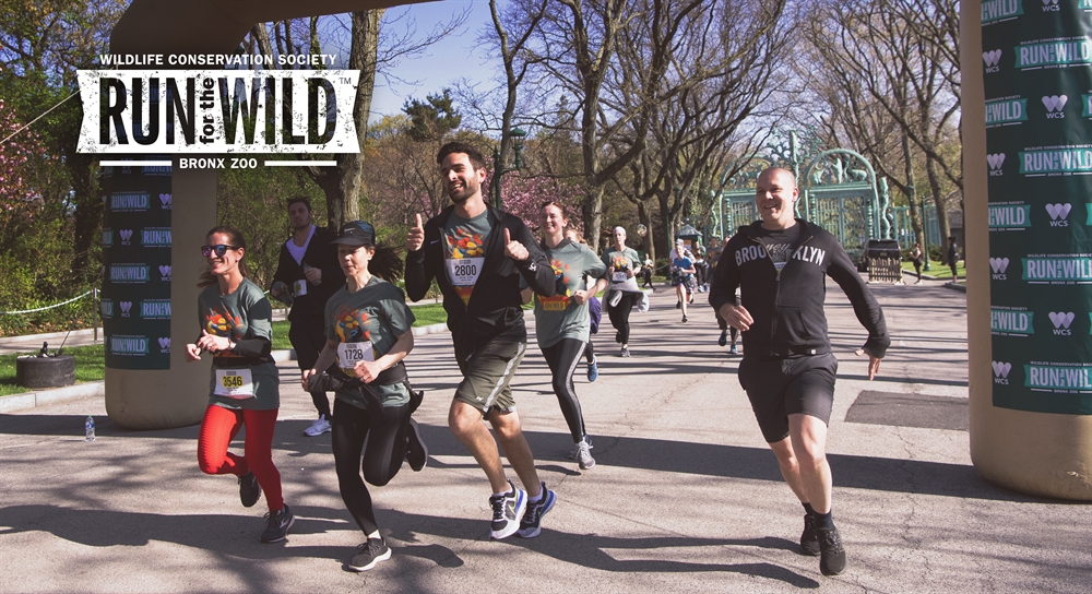 16th Annual WCS Run For The Wild to Protect Iconic Snow Leopards ...