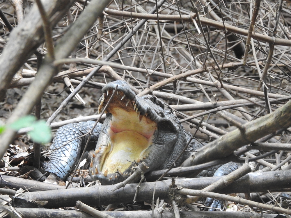 First Time Ever Observed: The Nesting of a Reintroduced Critically ...