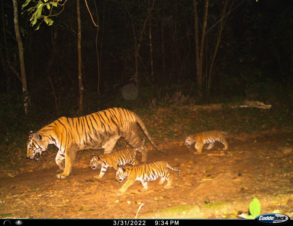 Great News for the Endangered Tiger: A 250 Percent Increase in Tiger ...