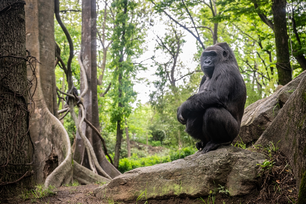 The Bronx Zoo Celebrates 25 Years of Congo Gorilla Forest > Newsroom