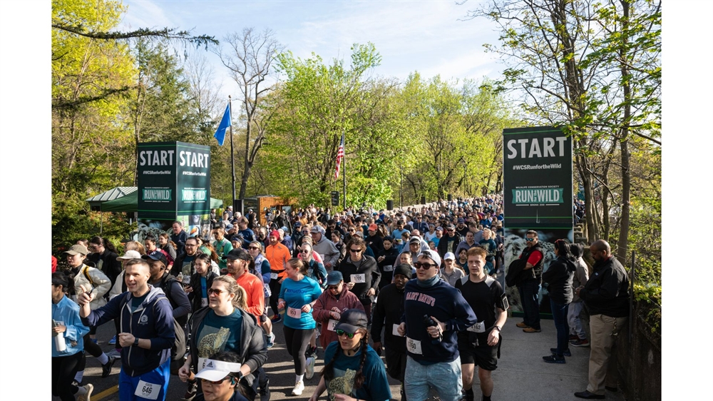 The Bronx Zoo Hosted the 16th Annual WCS Run for the Wild Today > Newsroom