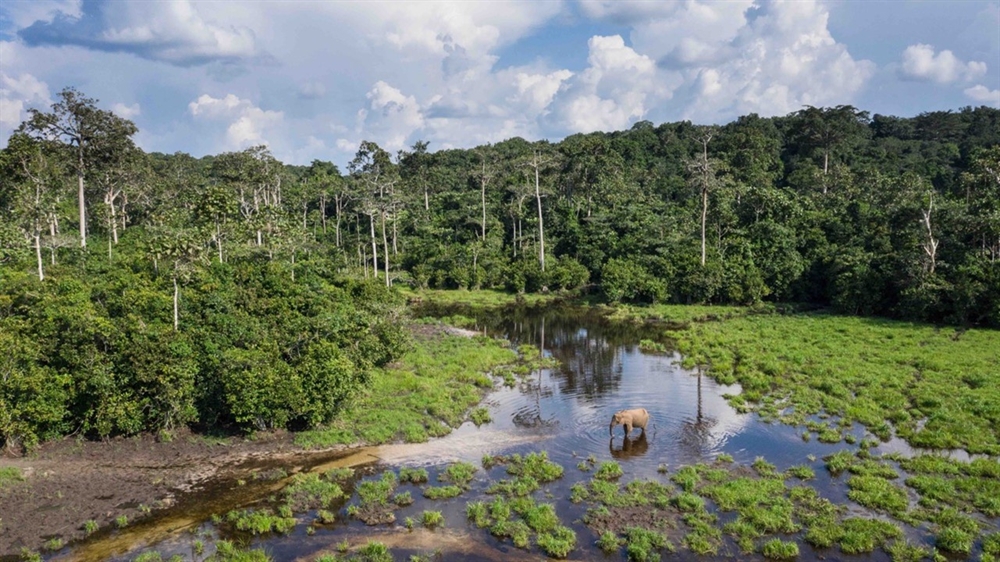 WCS Awarded $25 Million by Ballmer Group to Support the Forest First ...