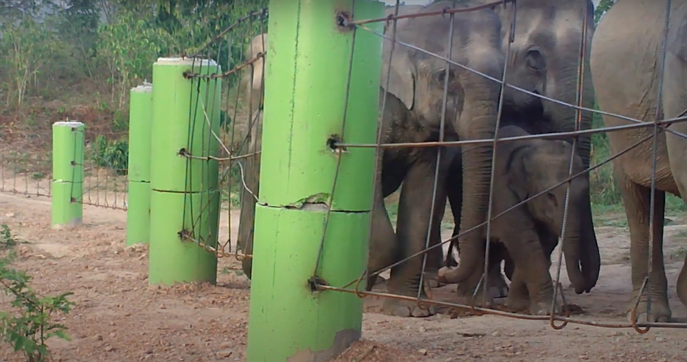 Passive Fencing Keeps Thailand’s Elephants Out of Harm’s Way > Newsroom