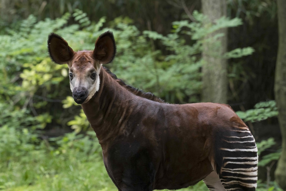 Endangered Okapi Needs Global Trade Protections, Says Wildlife ...