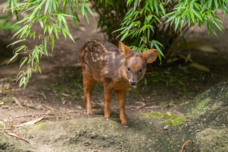 Southern Pudu Fawn, One of the World’s Smallest Deer Species, Debuts at ...