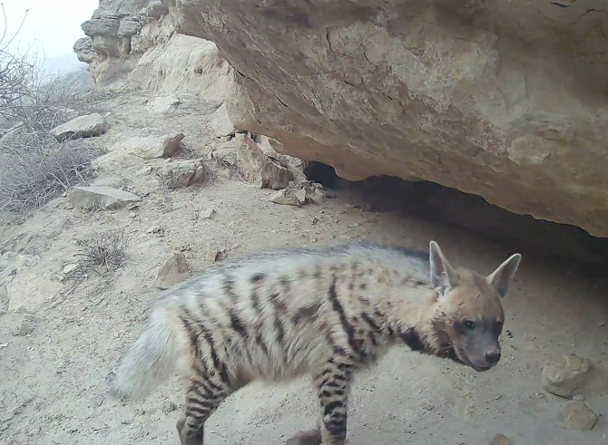WCS Urges Global Action to Protect Striped Hyena as Populations Decline ...