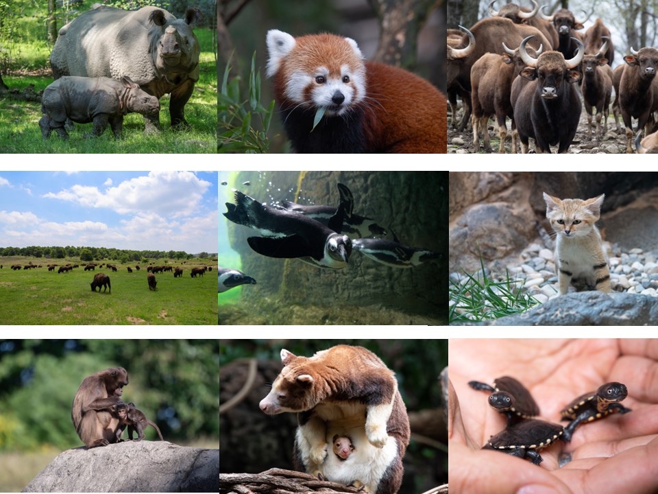 WCS Announces Favorite Wildlife Images of 2022 > Newsroom