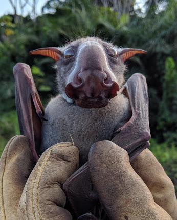 Male Hammer-headed Fruit Bat Vocalization | WCS Wild View > One World ...