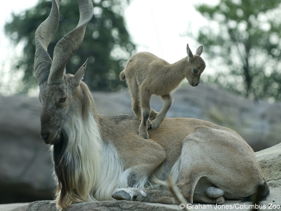 WCS Pakistan > Wildlife > Markhor