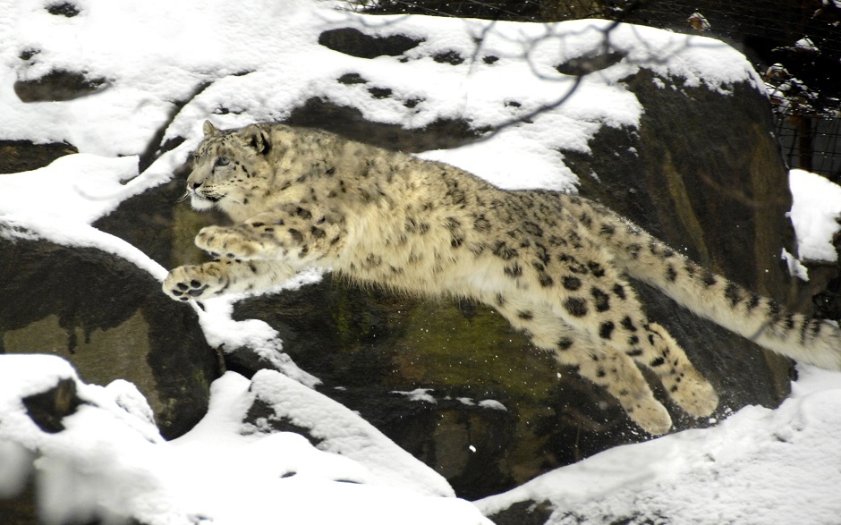 WCS Pakistan > Wildlife > Snow Leopard