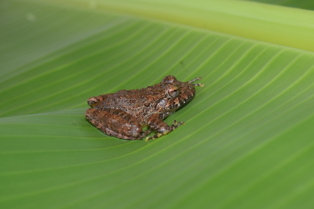 Día Mundial de la Rana > The 5 Great Forests Initiative