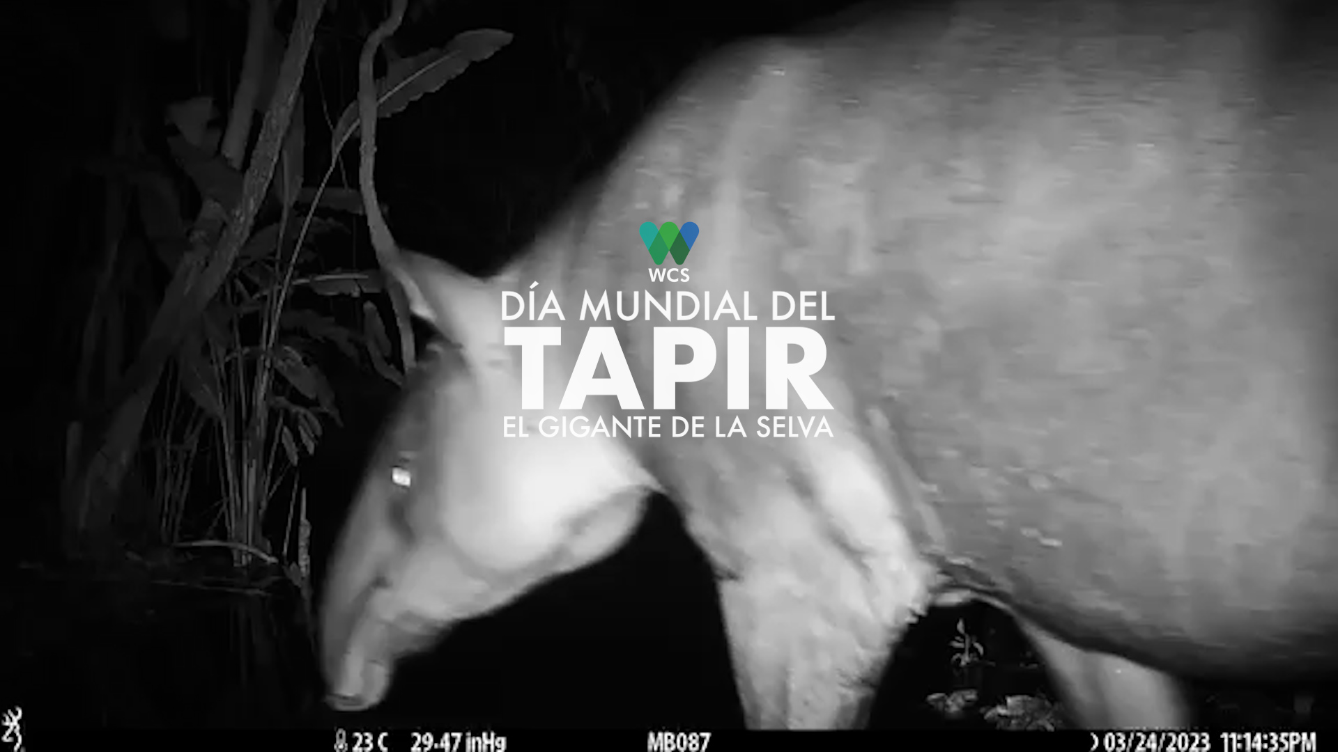 Día Mundial del Tapir: El gigante de la selva > The 5 Great Forests ...
