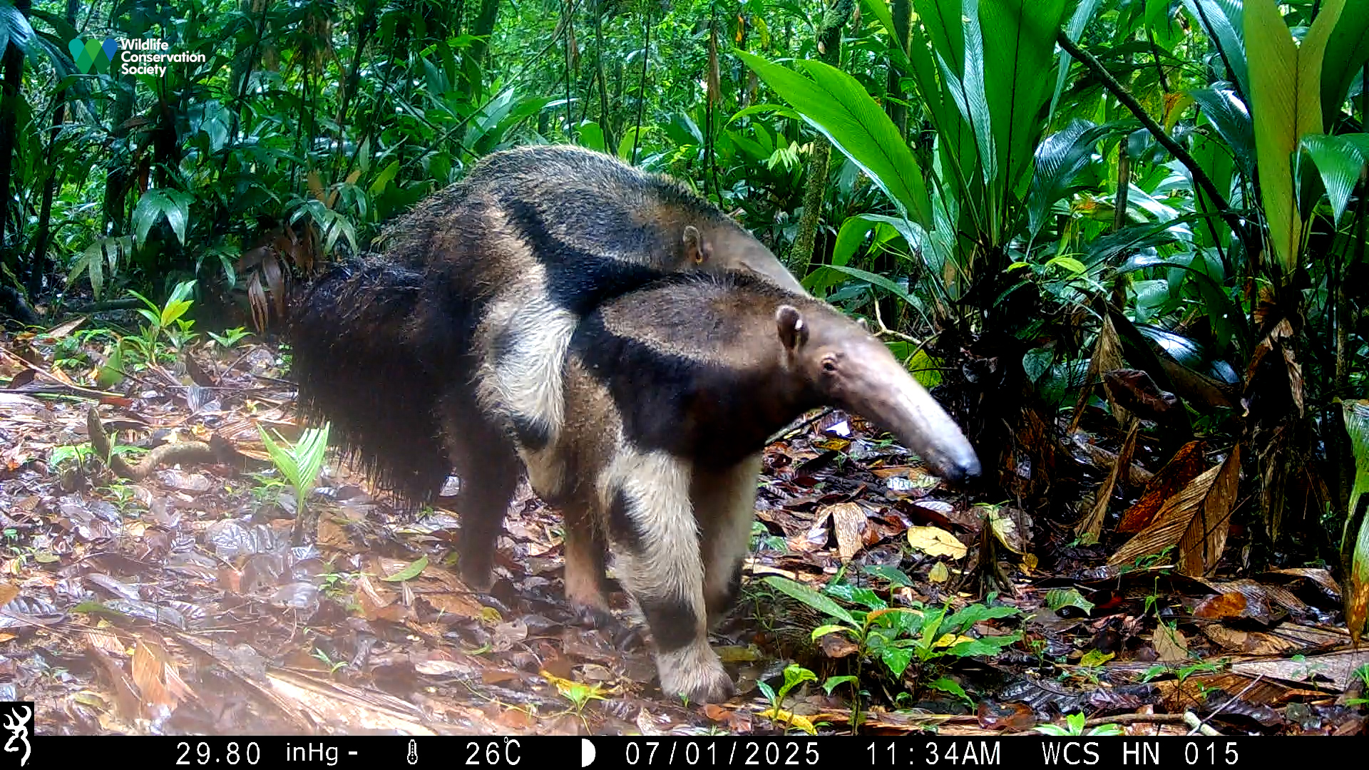 The legendary Winku Tara appears once again in the forests of Warunta ...