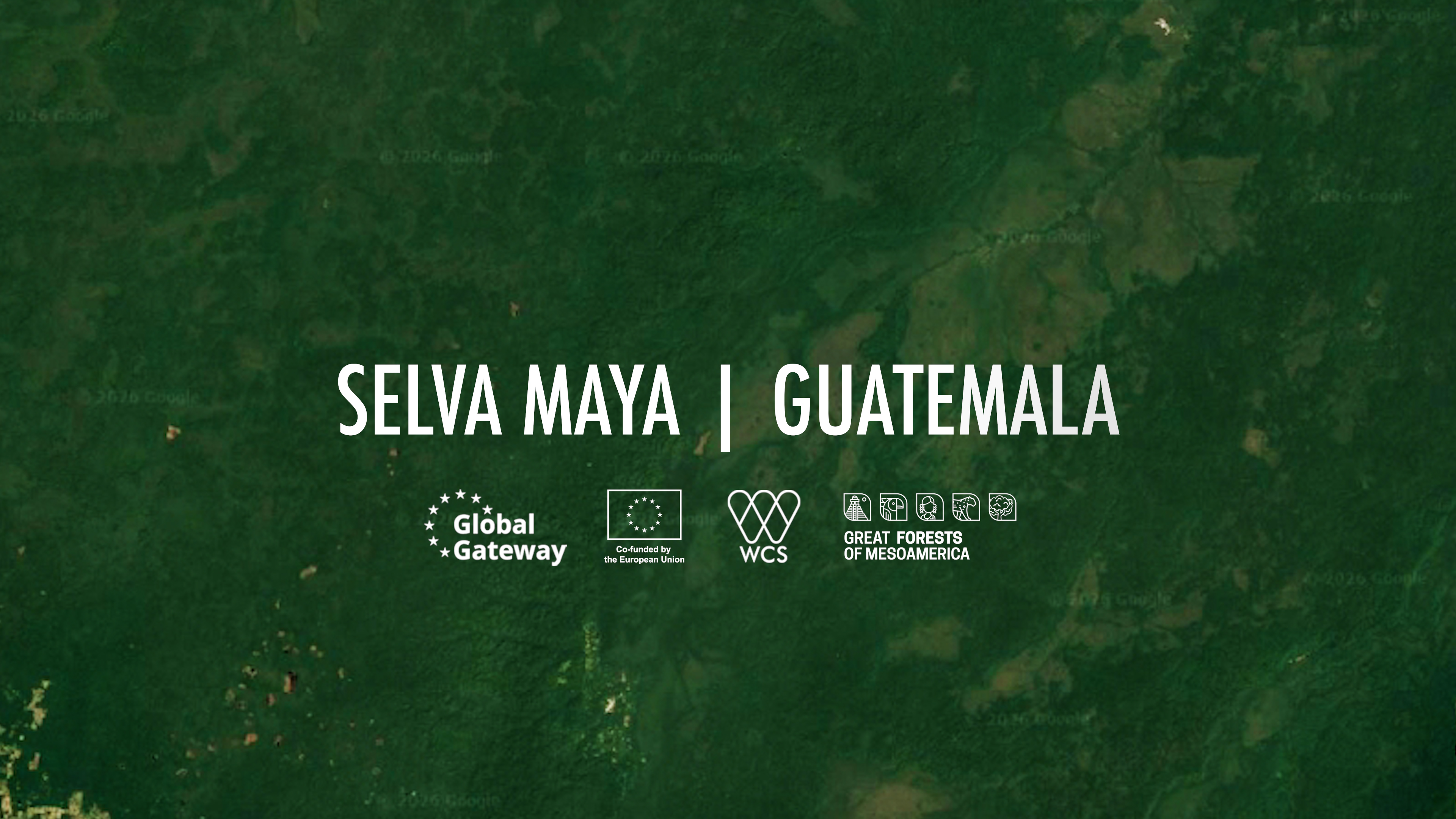 Selva Maya de Guatemala: Una responsabilidad compartida para proteger ...