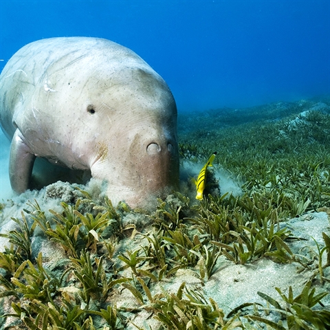 Gentle Giants of the Sea: Dr. Elrika D'Souza Dives Deep into Dugong ...